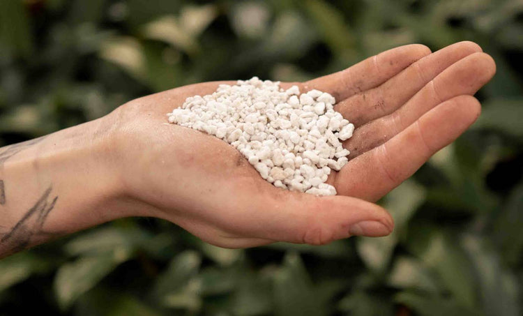 Perlite FAQ: Everything You Need to Know for Happy Plants – Sybotanica