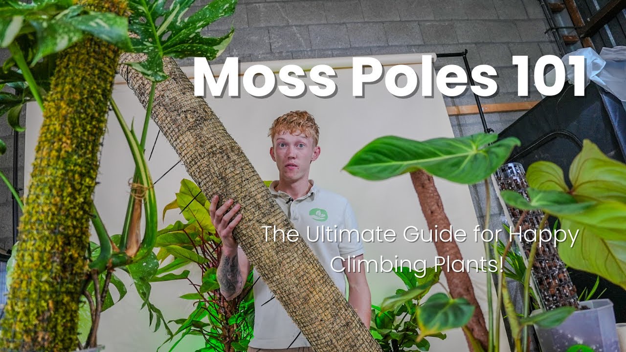 Moss Poles FAQ: Everything You Need to Know for Happy Plants – Sybotanica