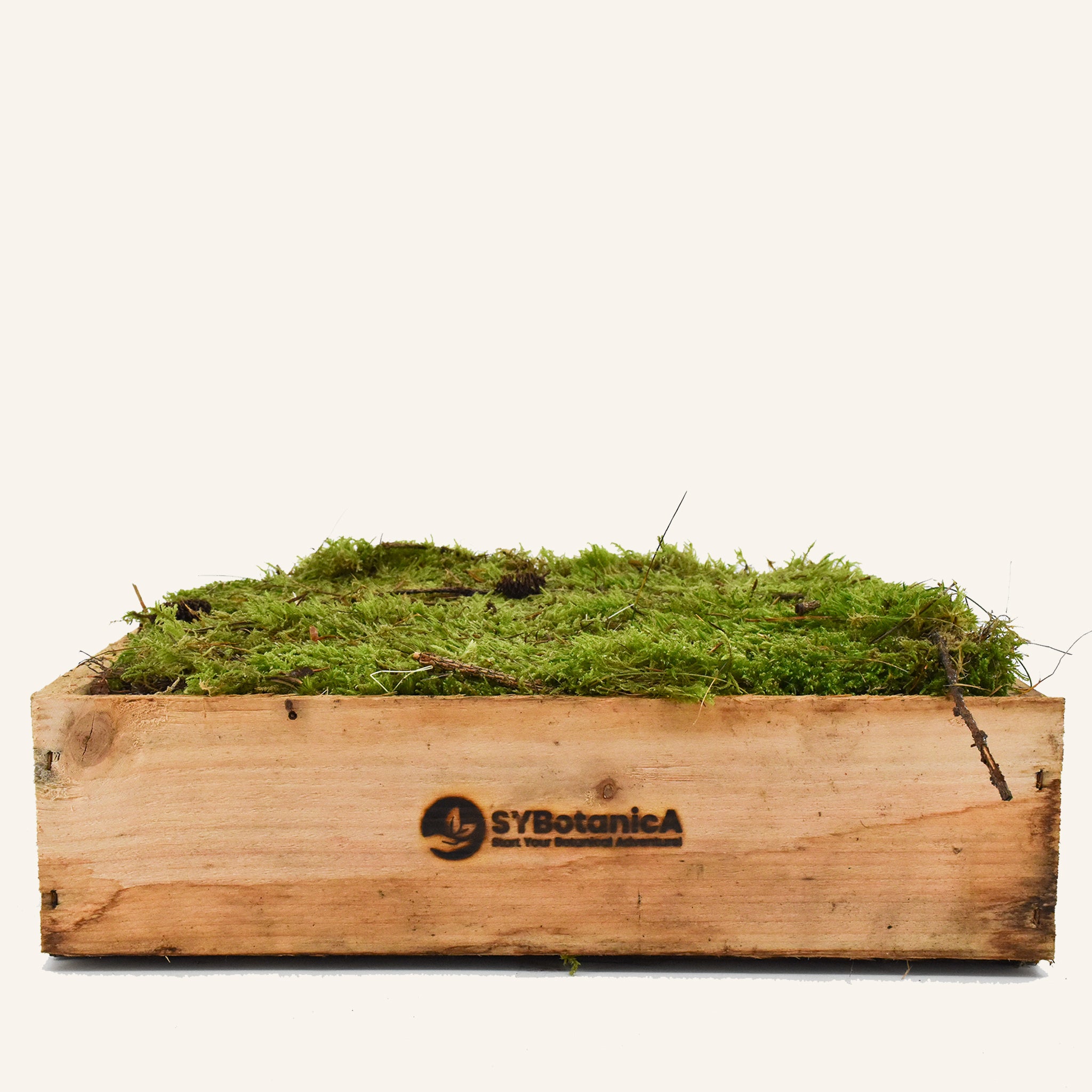 Buy Live Sheet Moss? 40x25x10 (4 layers) | Flat moss | SYBASoil ...