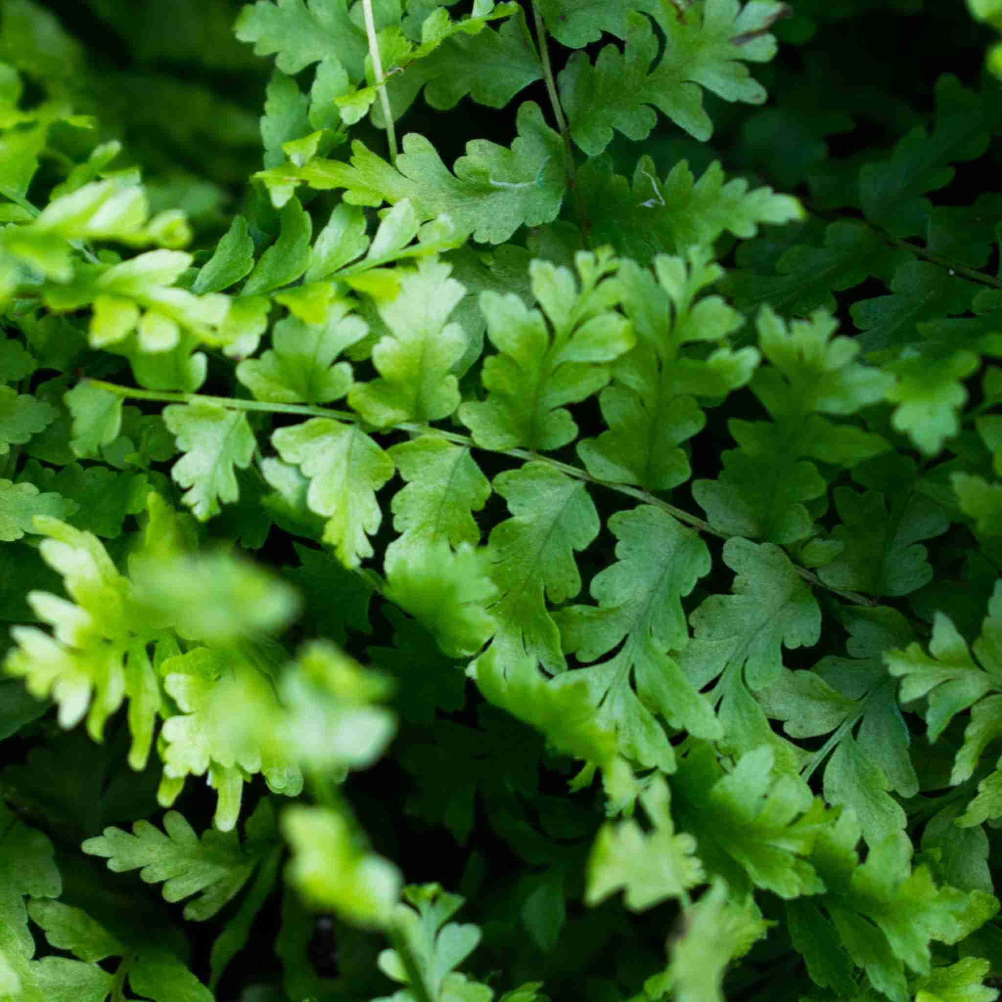 Fern Soil Mix | 5-15L | SYBASoil | 6 Months of nutrients | Peat-free ...